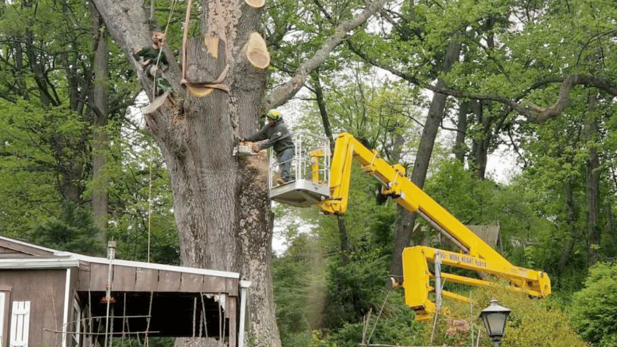Strobert Tree Service: Expert Tree Care Partner in Spring Mount ...